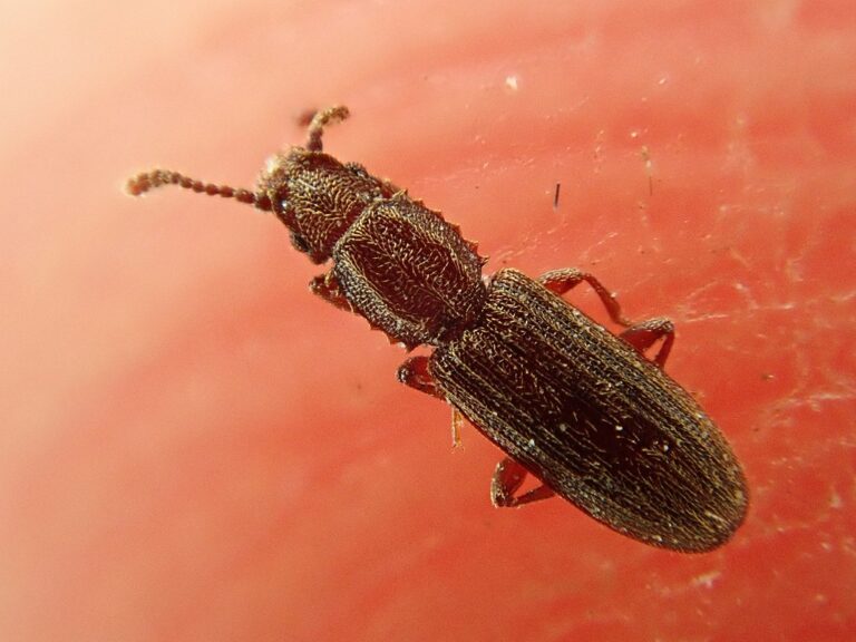 Bugs in Your Coffee, Chocolate, and Peanut Butter? Welcome to Reality ...