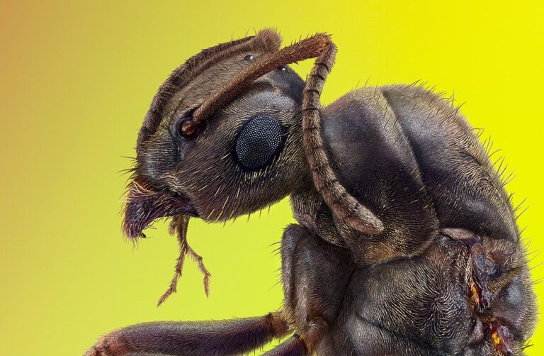 Why Bugs Love Electronics — And How They Get Inside Your Devices ...