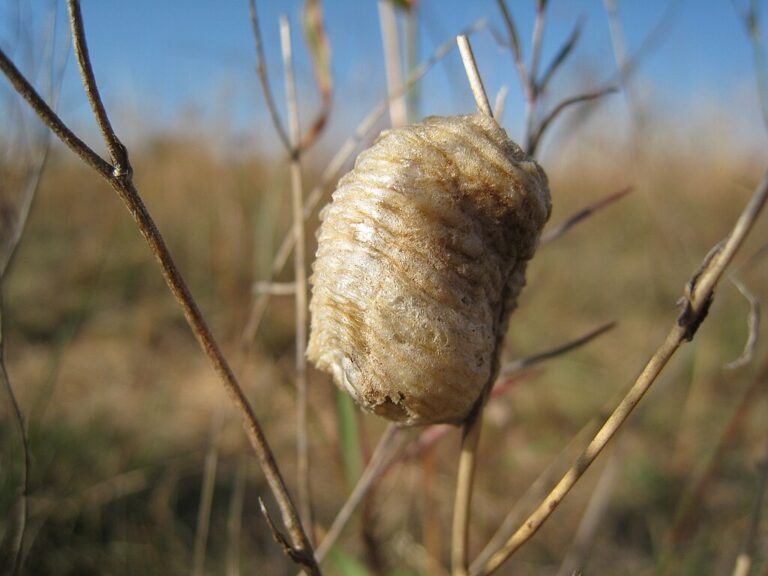 What Happens Inside a Cocoon? The Most Radical Transformation in Nature ...