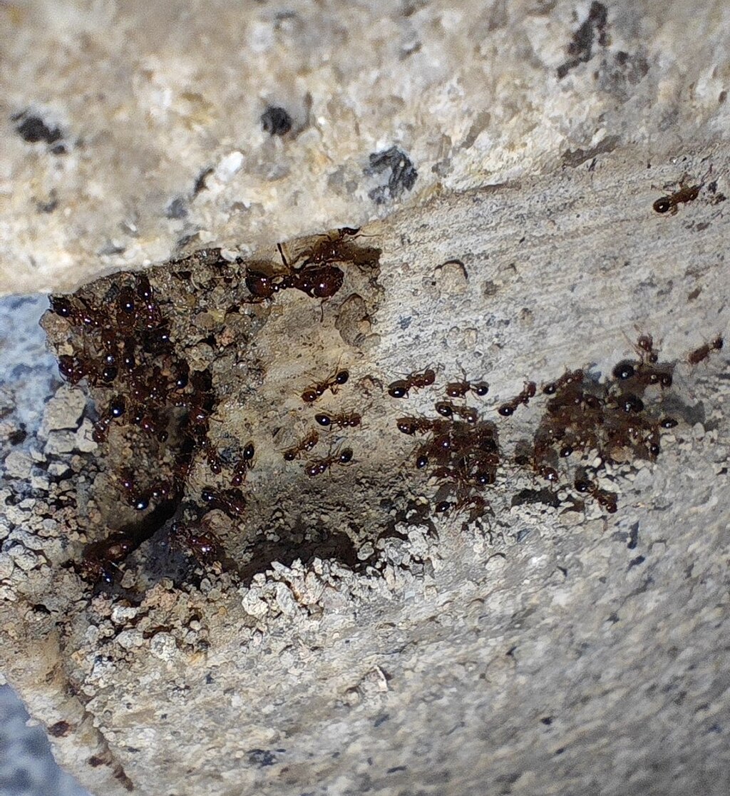 The Red Imported Fire Ant: A Tiny Terror Spreading Across the South ...