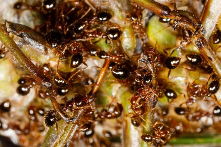 The Red Imported Fire Ant: A Tiny Terror Spreading Across the South ...
