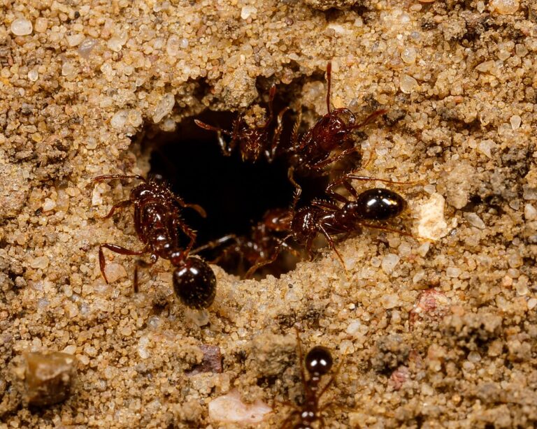 The Red Imported Fire Ant: A Tiny Terror Spreading Across the South ...