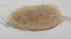 What Happens Inside a Cocoon? The Most Radical Transformation in Nature ...