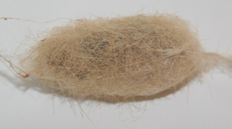 What Happens Inside a Cocoon? The Most Radical Transformation in Nature ...