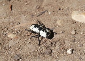 The Beetle That Can Survive Being Run Over by a Car – Insect Hive