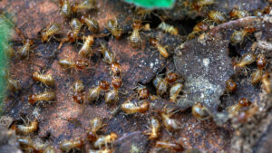 Bugs in Space: What Happens When Insects Go to Orbit – Insect Hive