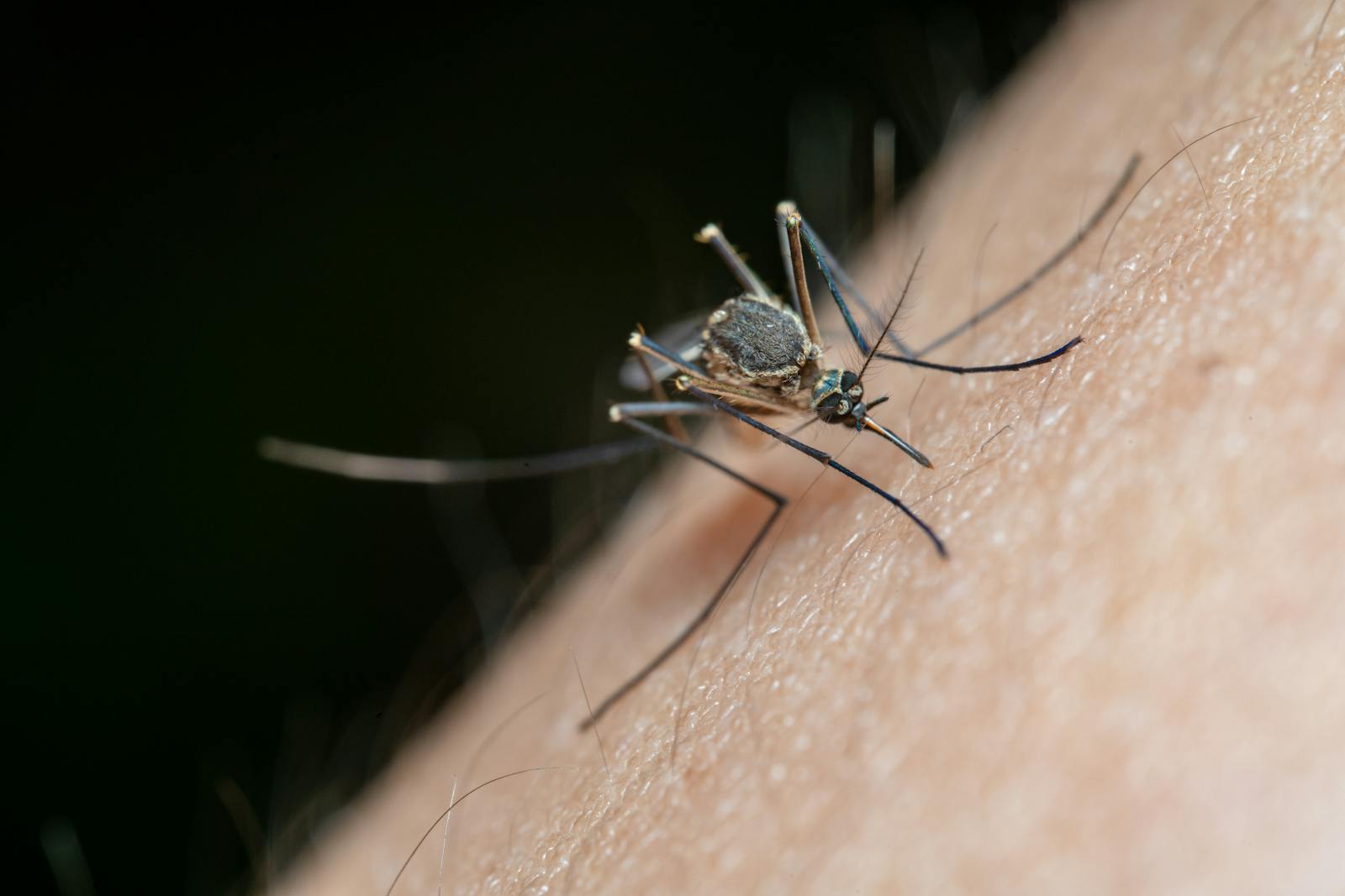 Why That Buzzing Near Your Ear Isn’t Random – Insect Hive