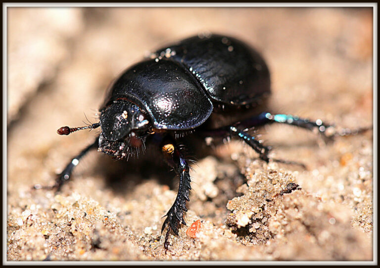 The Scarab in Ancient Egypt: Sacred Beetle or Divine Garbage Collector ...