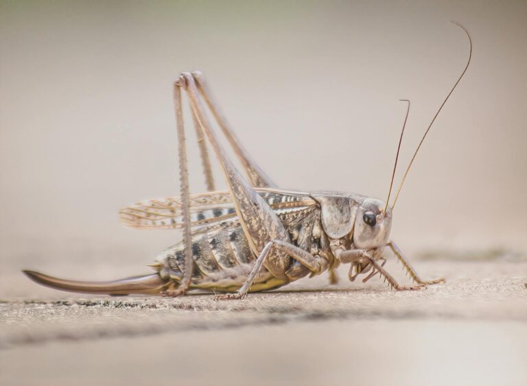 Buzz, Click, Chirp: Why Insect Sounds Are So Different (and What They ...