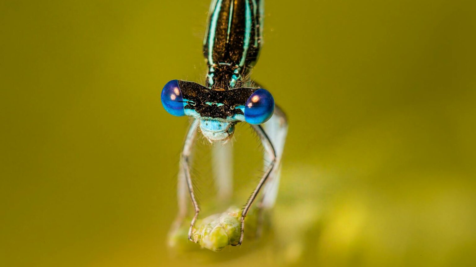How Dragonflies Help Control Mosquito Populations – Insect Hive