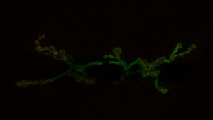Do Flies Have Sleep Cycles What Happens in a Resting Bug Brain – Insect ...