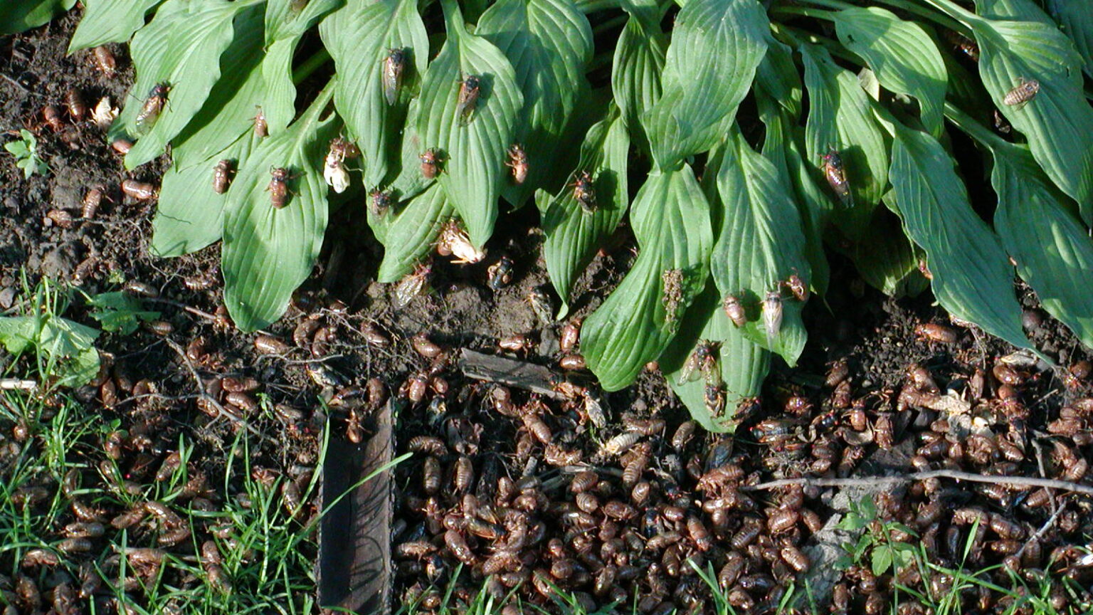 The Loudest Insect on Earth — And Why It Screams All Summer – Insect Hive