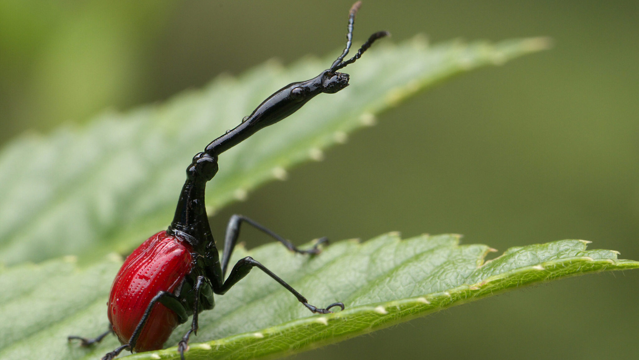Weirdest Bugs You Didn’t Know Existed (And Where to Find Them) – Insect ...