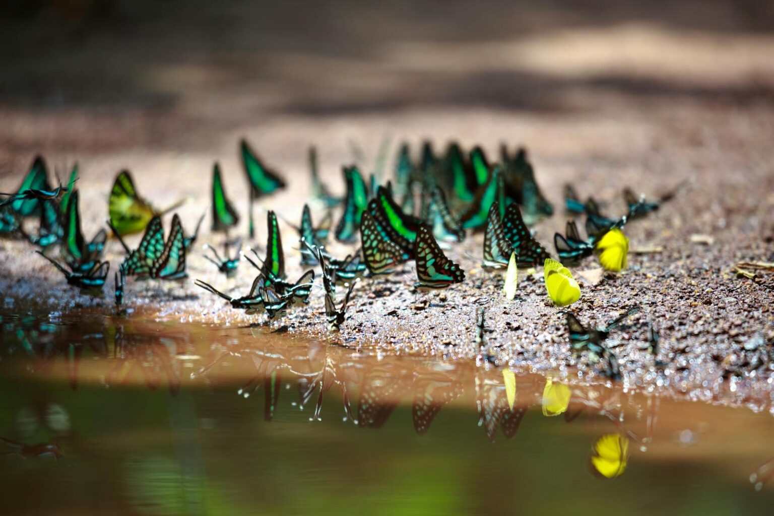 The Language of Wings: How Butterflies Send Signals Without Making a ...