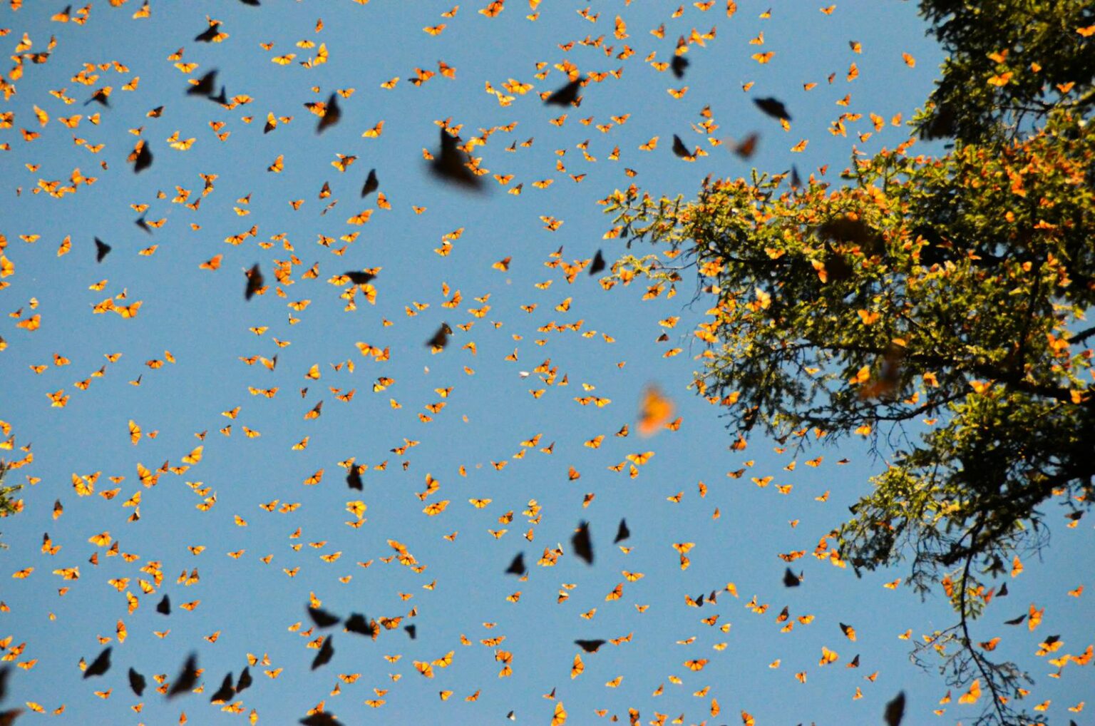 The Language of Wings: How Butterflies Send Signals Without Making a ...