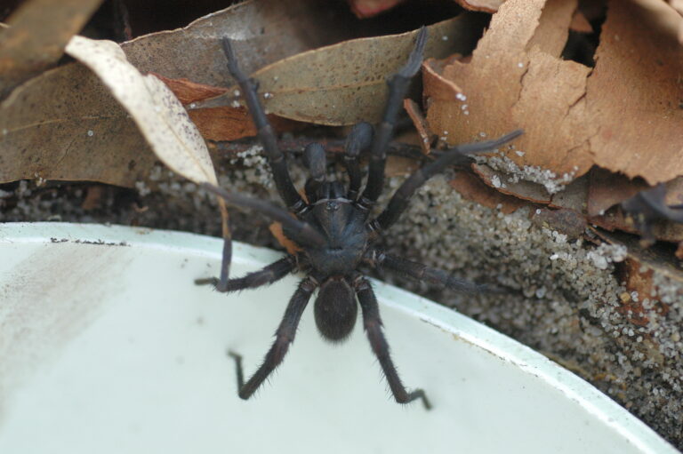The World’s Deadliest Spiders — and Where They Really Live – Insect Hive