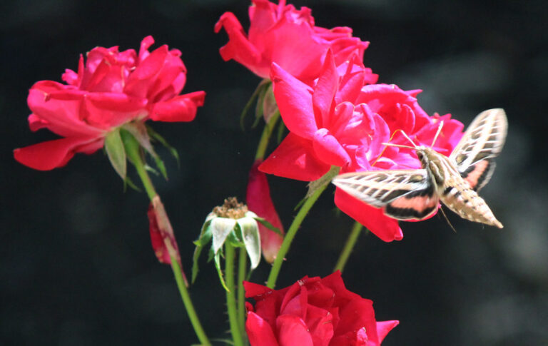 Insects That Visit Only at Night — The Secret Nightlife of Bugs ...