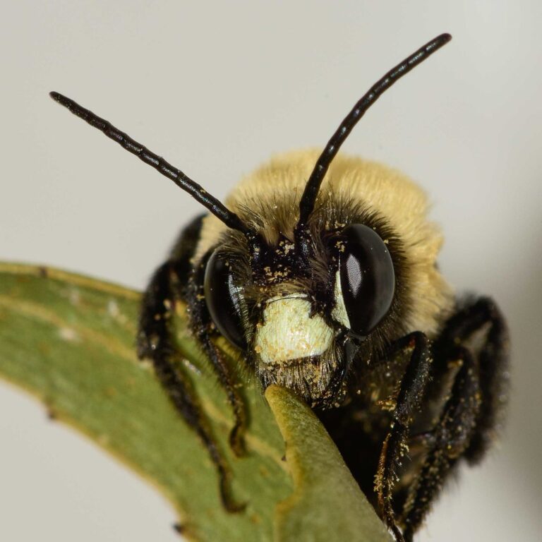Meet the Southeastern Blueberry Bee: The Unsung Hero of Spring ...