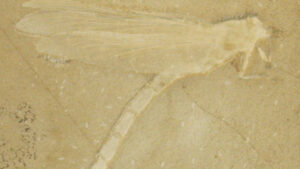 When Flight Evolved in Bugs: The Origins of Insect Aviation – Insect Hive