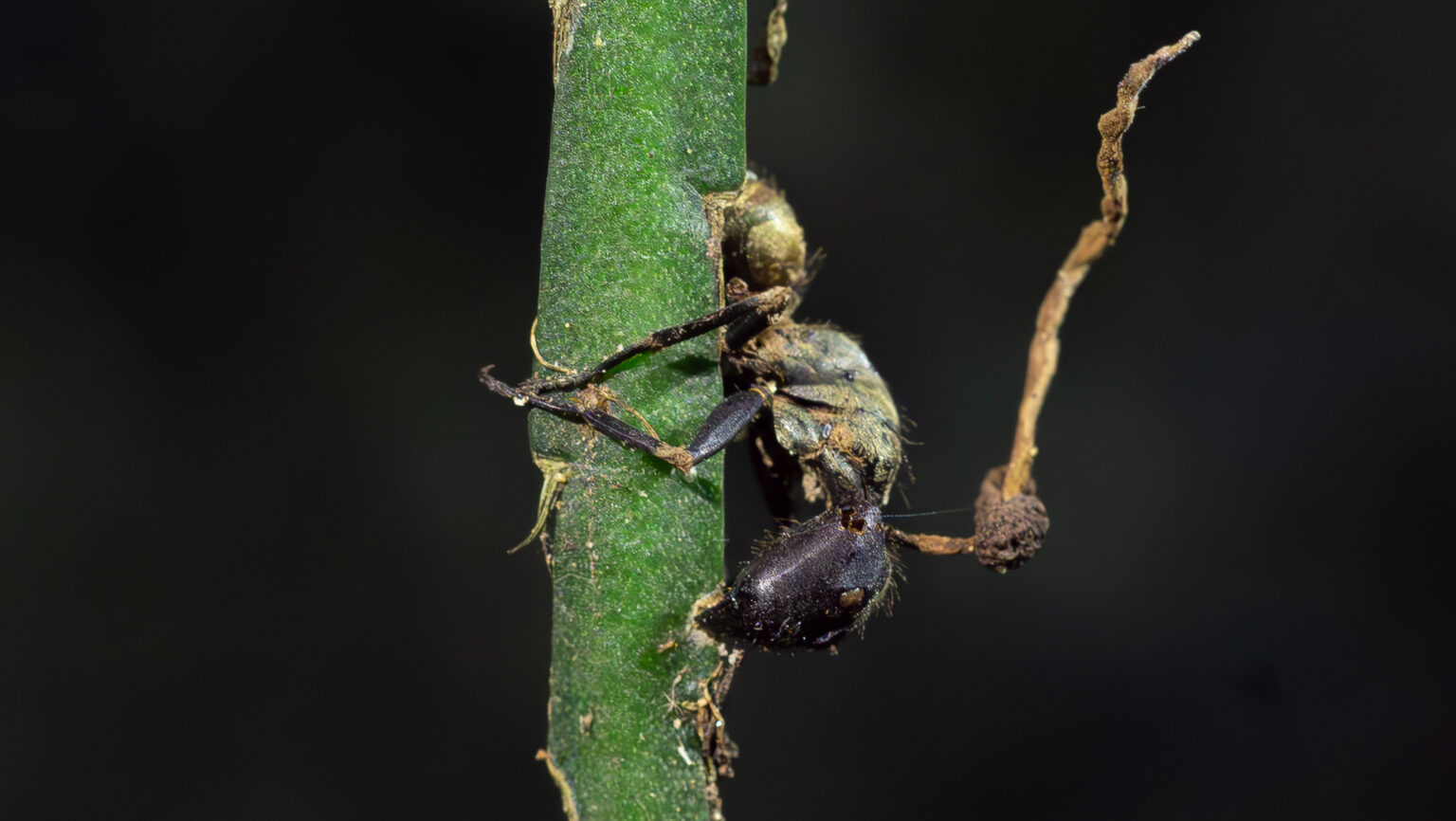 Zombie Ants: The Fungi That Turn Insects Into Puppets – Insect Hive