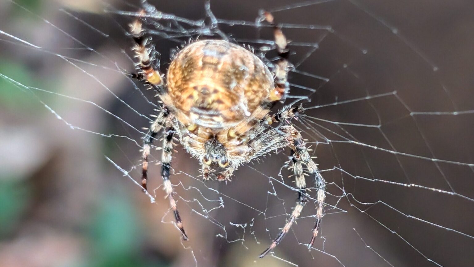 How Spiders Feel the World Through Their Webs – Insect Hive