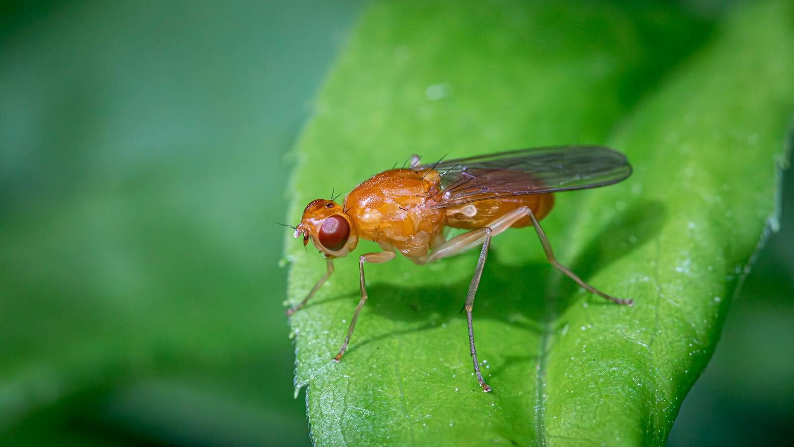 Fruit Flies in the Lab: How Tiny Bugs Help Us Understand Human Genes ...