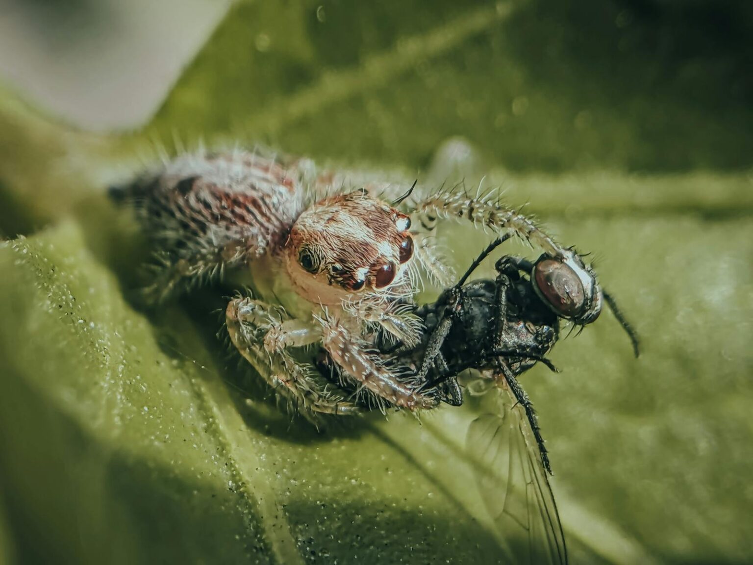 Jumping Spiders and Their Surprising Intelligence – Insect Hive