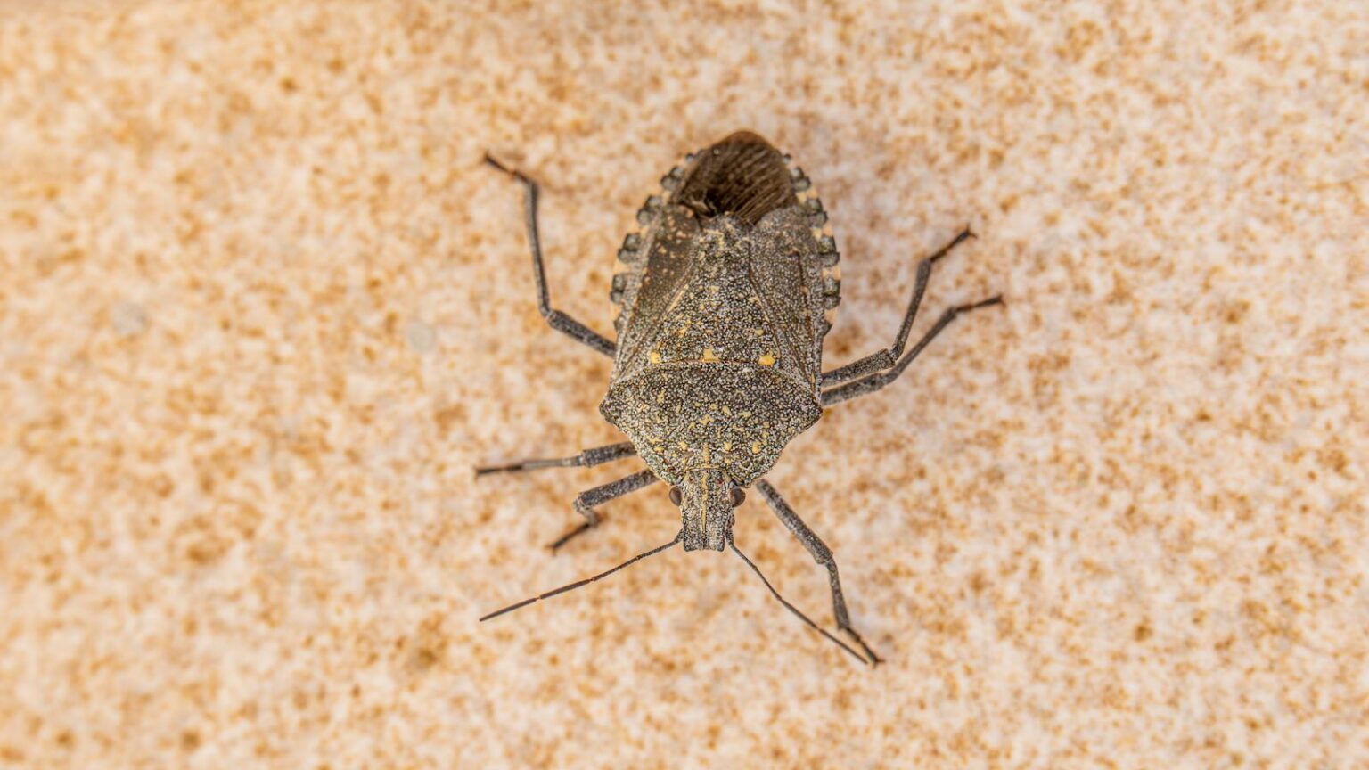 Stink Bug Invasion: Why This Bug Loves Your Home (and How to Stop It ...