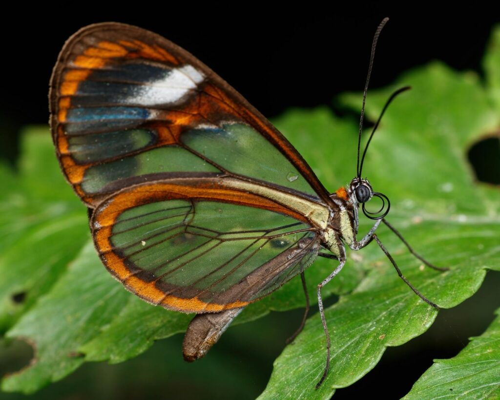 The Science Behind Transparent Wings: How Glasswing Butterflies ...