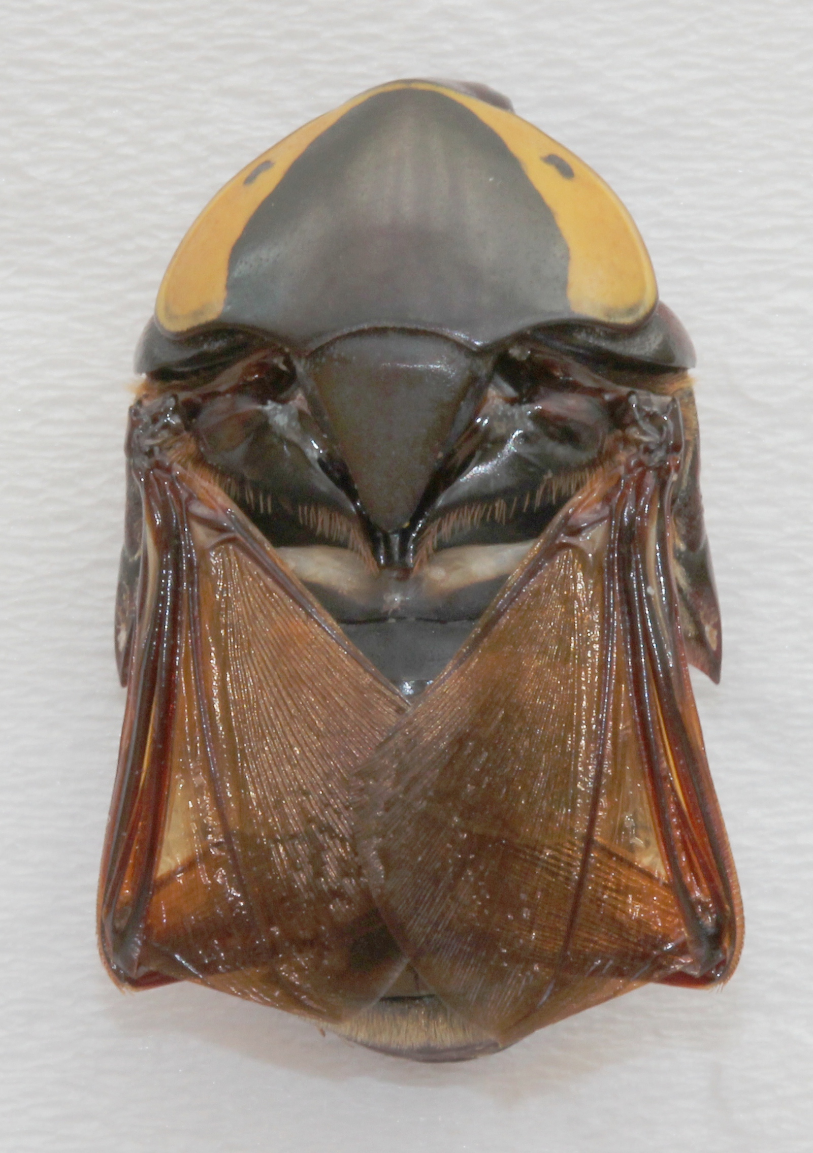 When Flight Evolved in Bugs: The Origins of Insect Aviation – Insect Hive