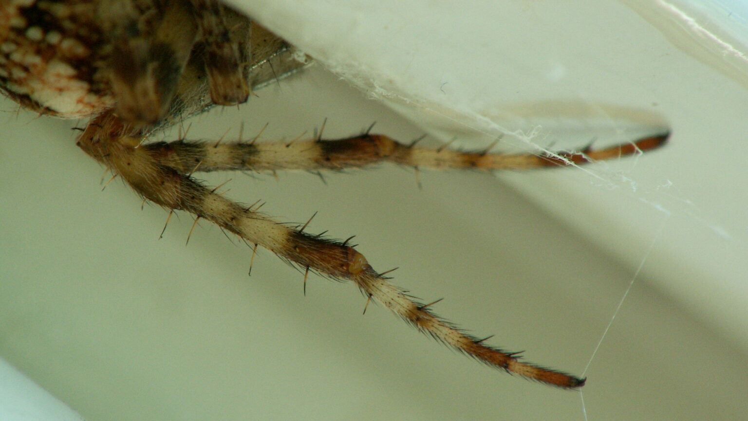 How Spiders Feel the World Through Their Webs – Insect Hive