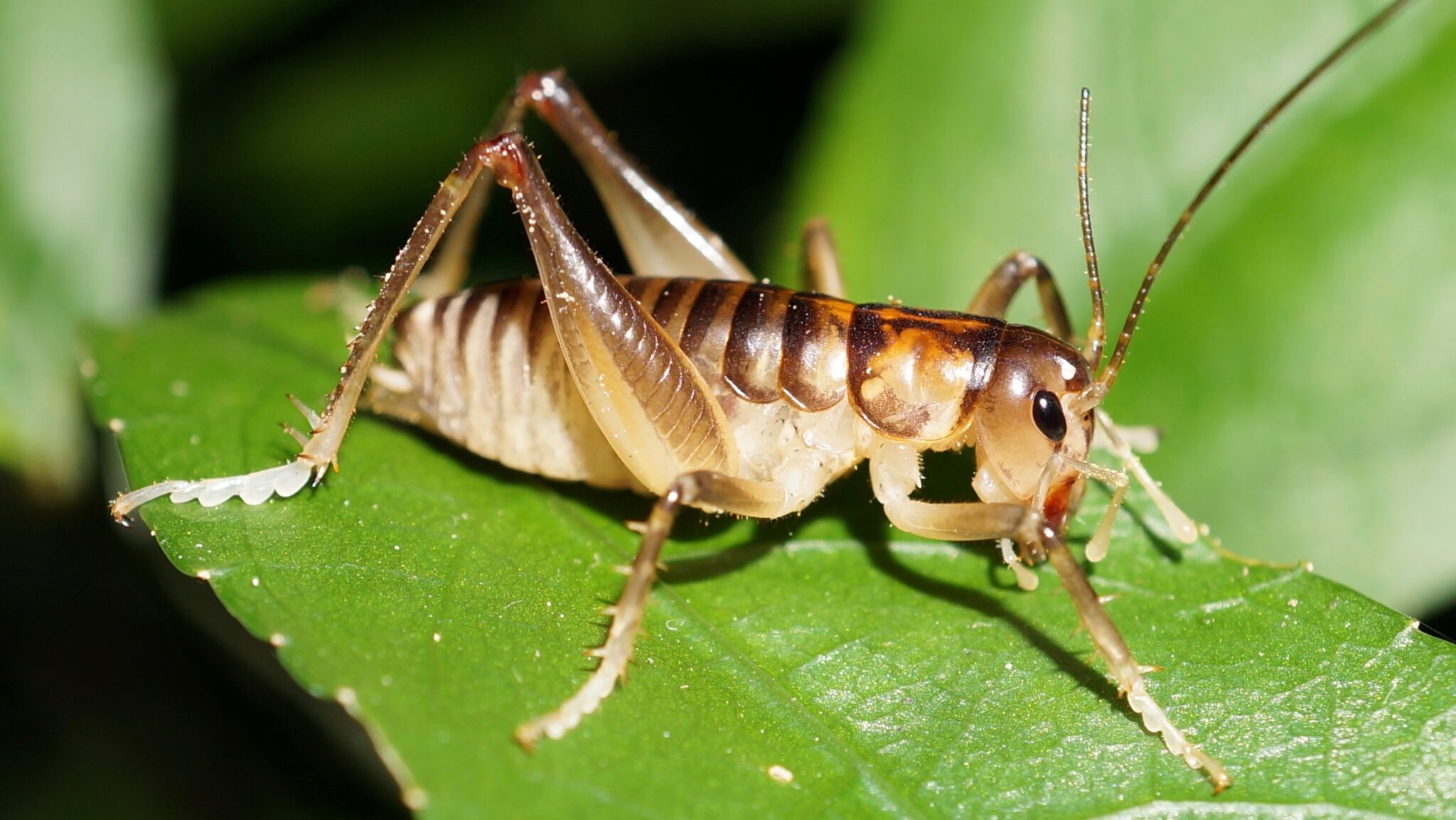 Can Bugs Hear You? How Insects Detect Sound Through Legs, Wings, and ...