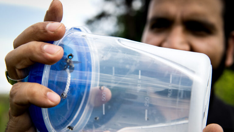 Do Insects Have Emotions? The Science Behind Bug Feelings – Insect Hive