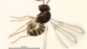 The Smallest Insect Ever Discovered — And How It Lives a Full Life on a ...