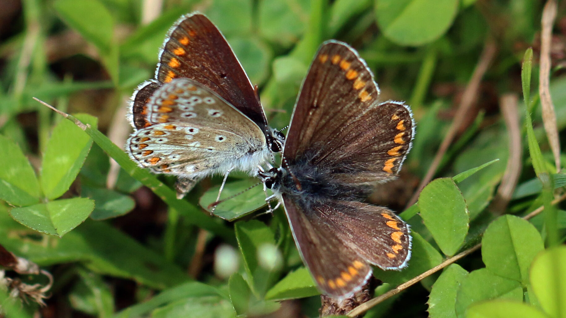 Can Bugs Hear You? How Insects Detect Sound Through Legs, Wings, and ...