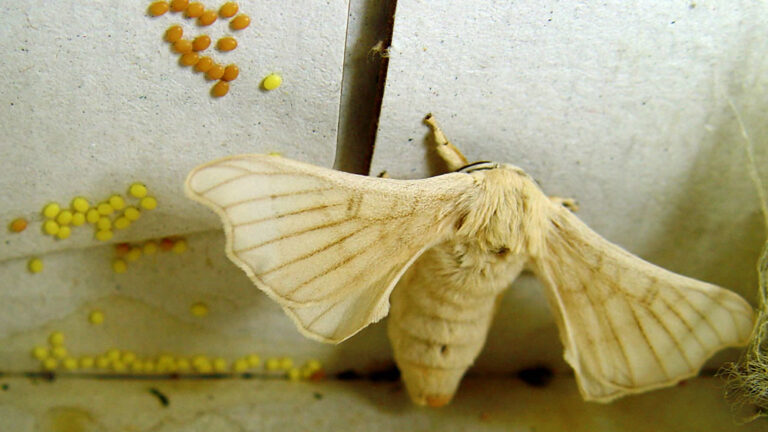 Bugs in Space: What Happens When Insects Go to Orbit – Insect Hive