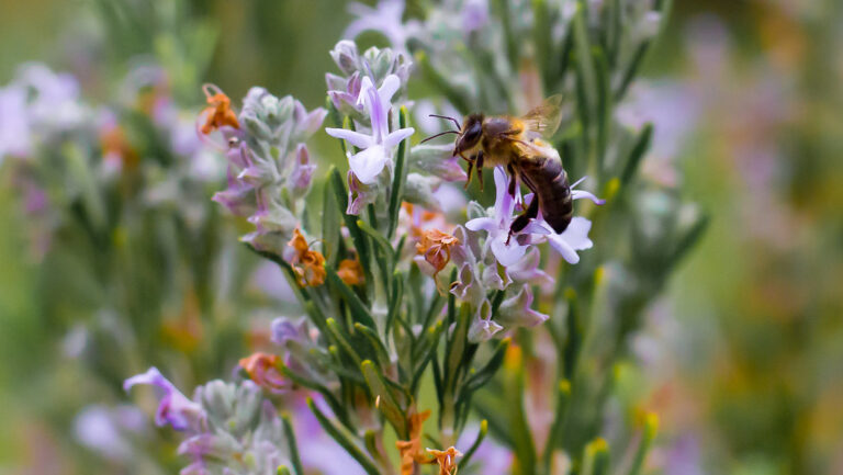 The Oldest Known Insect Fossil — And What It Tells Us About Life on ...