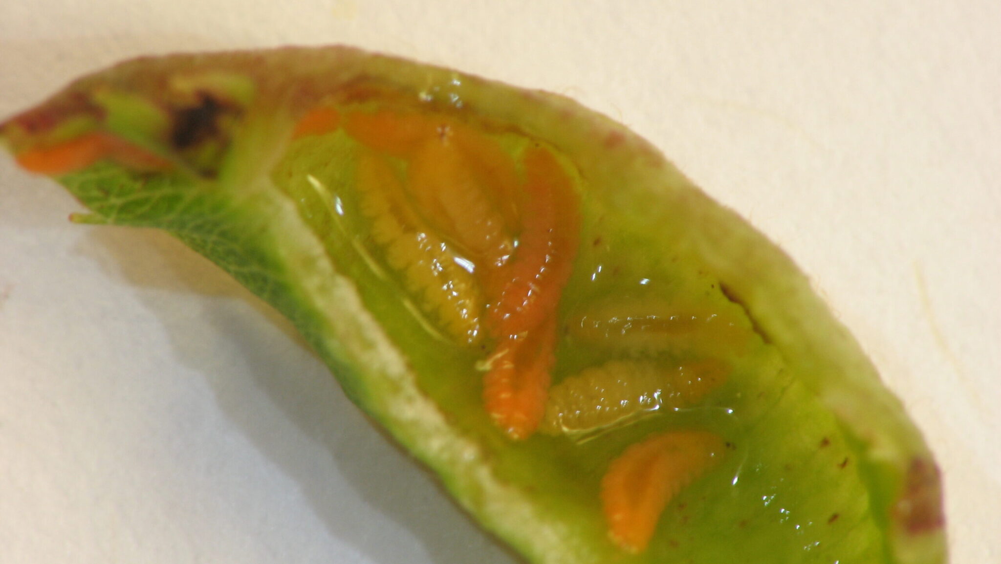 The Strange Reproductive Strategies of Insects — From Cloning to ...