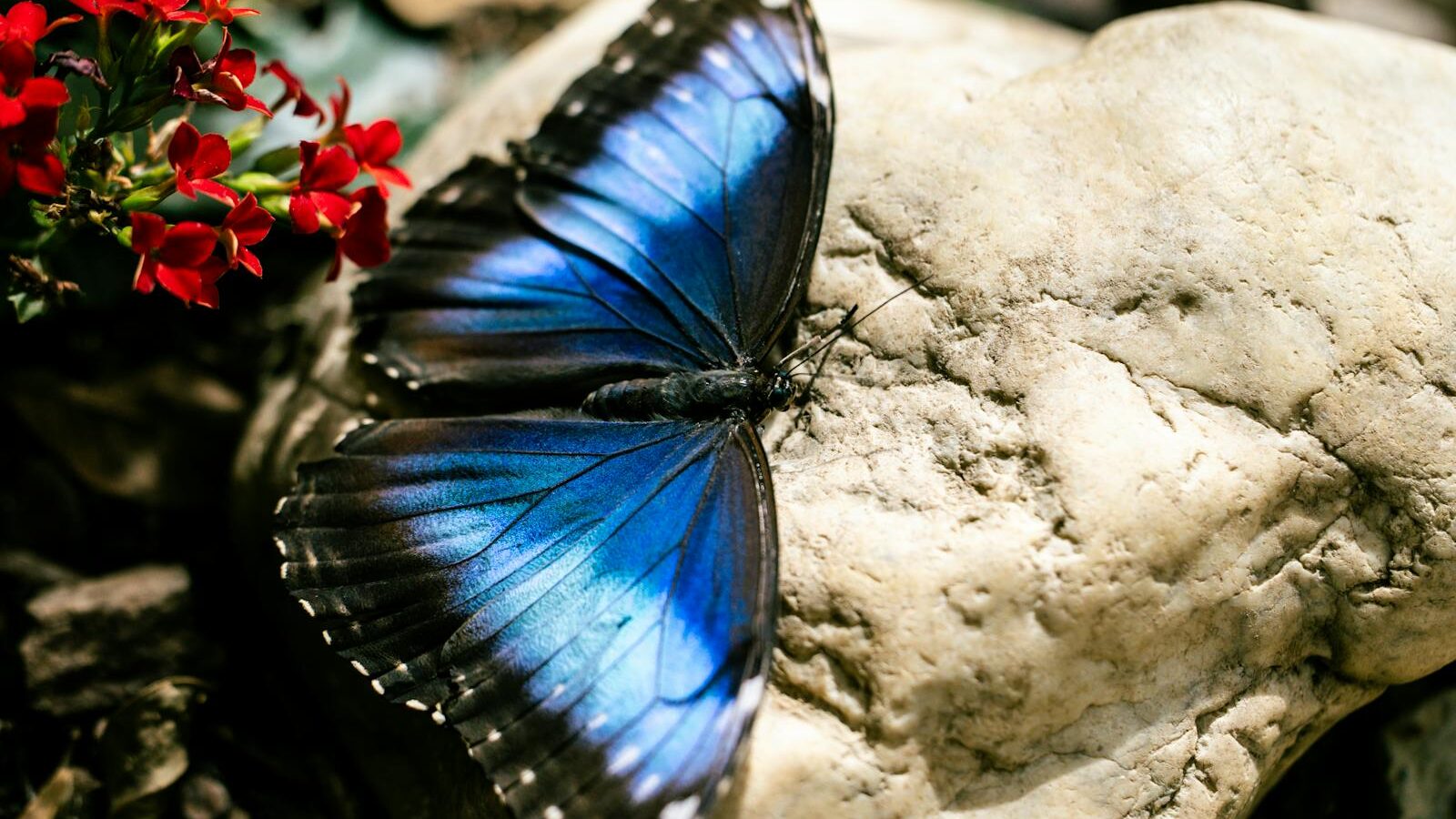 Why Some Insects Are Iridescent — And What It Means for Evolution ...