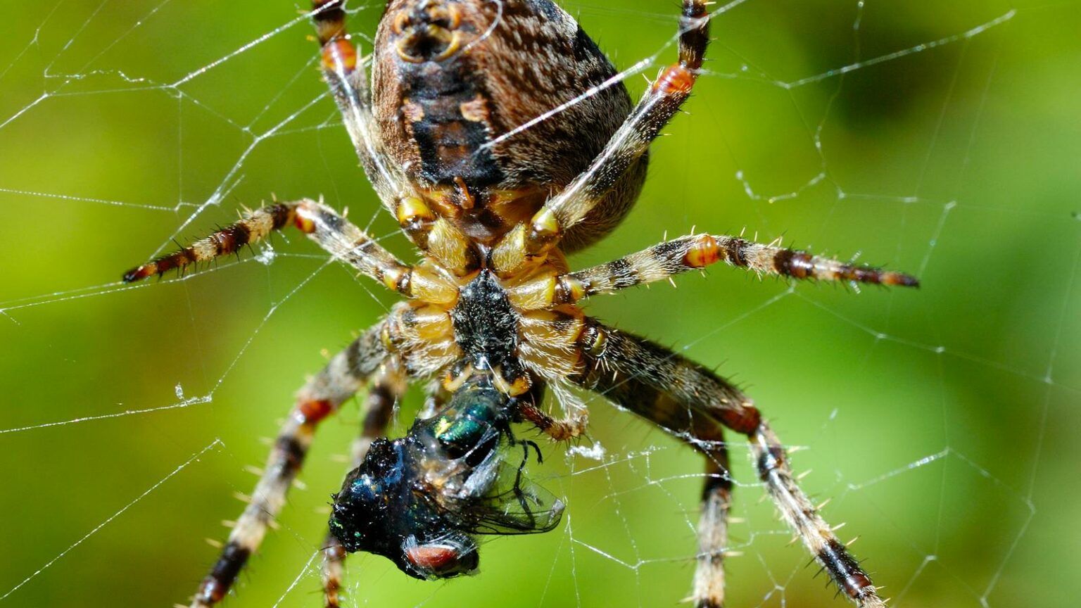 How Spiders Use Webs to Hear the World Around Them – Insect Hive
