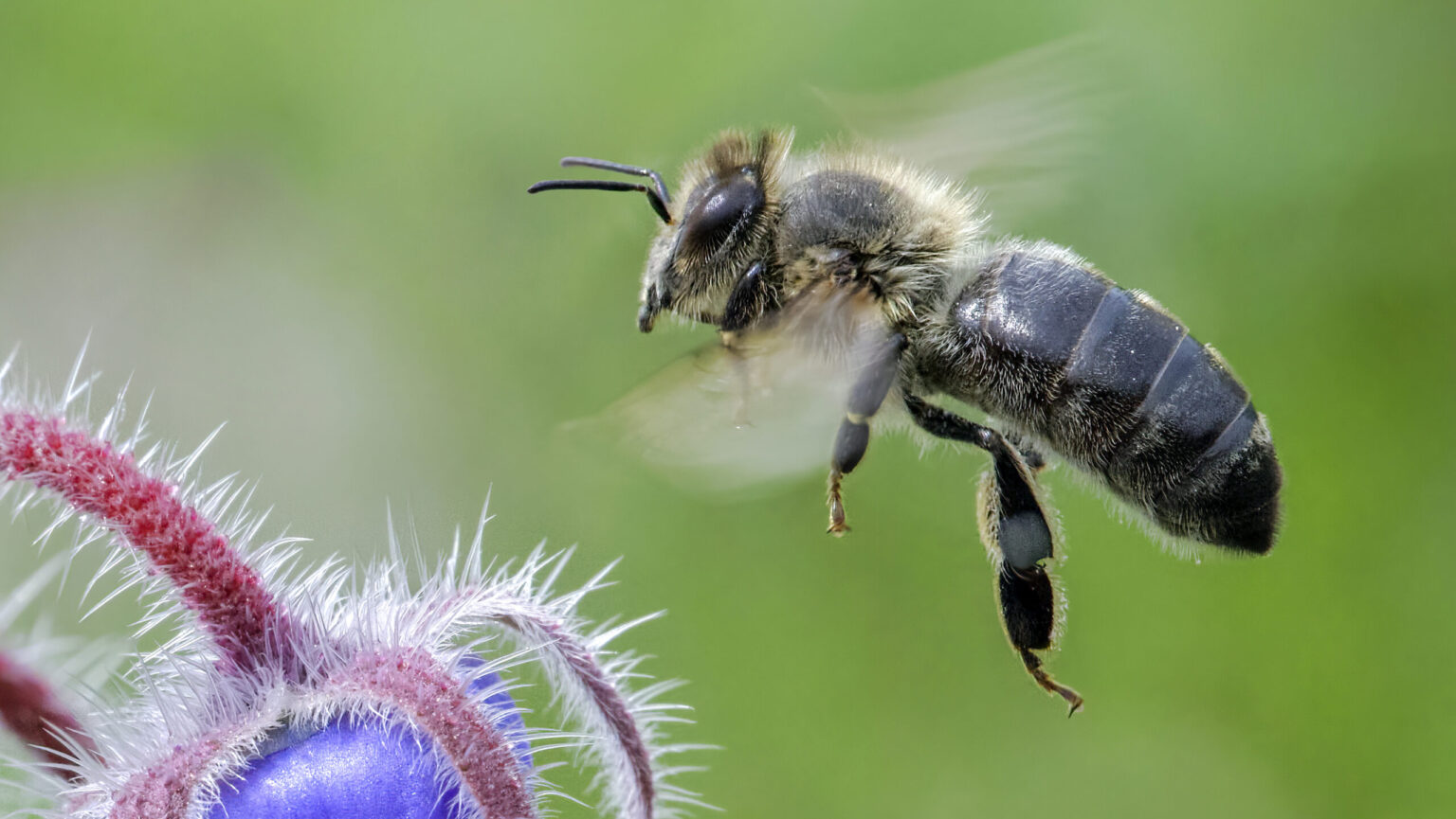 When Flight Evolved in Bugs: The Origins of Insect Aviation – Insect Hive
