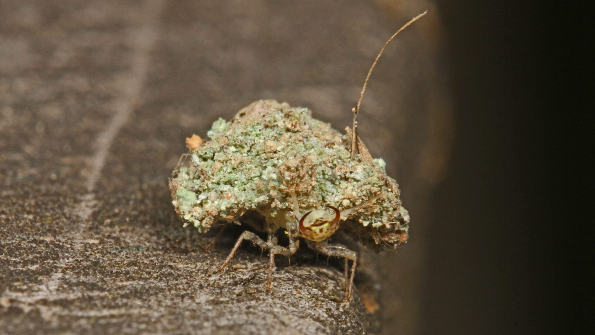 Weirdest Bugs You Didn’t Know Existed (And Where to Find Them) – Insect ...