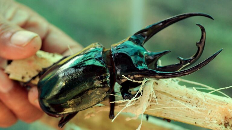 How to Feed Your Pet Beetle the Right Diet – Insect Hive