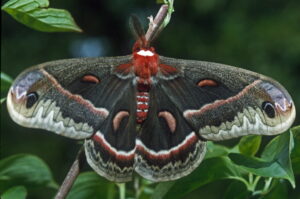 Insects That Visit Only at Night — The Secret Nightlife of Bugs ...
