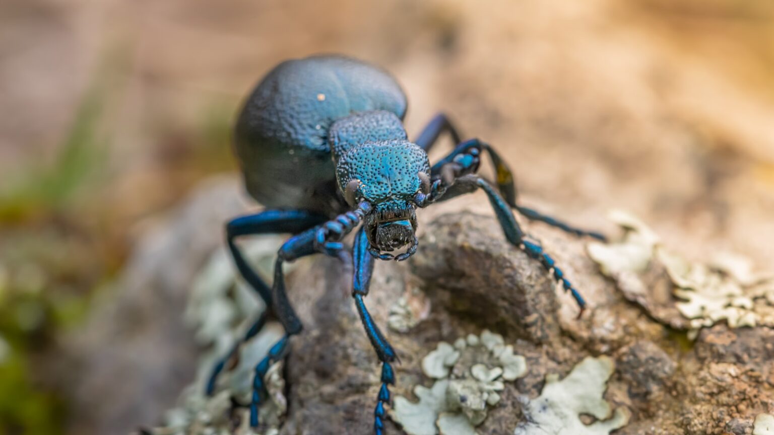 Beetle Armory: The Evolution of Incredible Natural Armor – Insect Hive