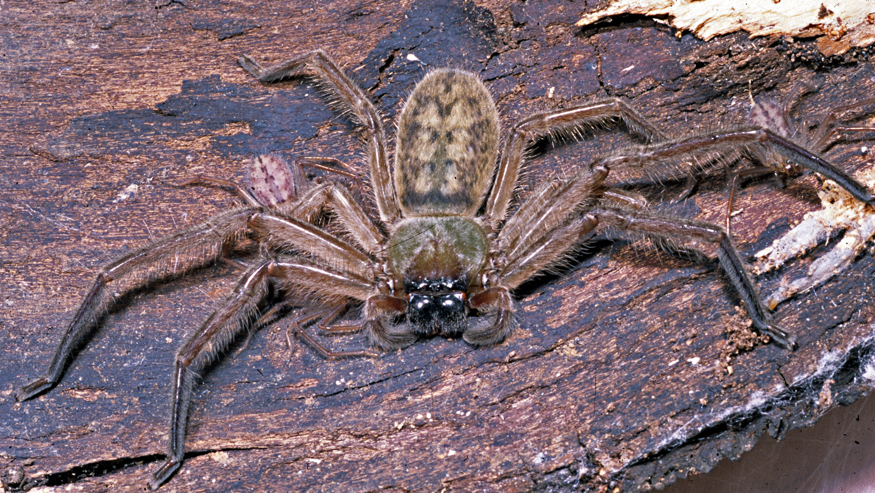 How Venomous Spiders Hunt and Kill Their Prey – Insect Hive