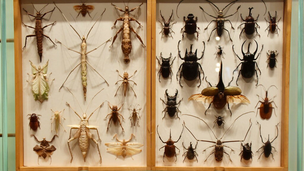 The First Insects on Earth: How They Took Over the Planet – Insect Hive