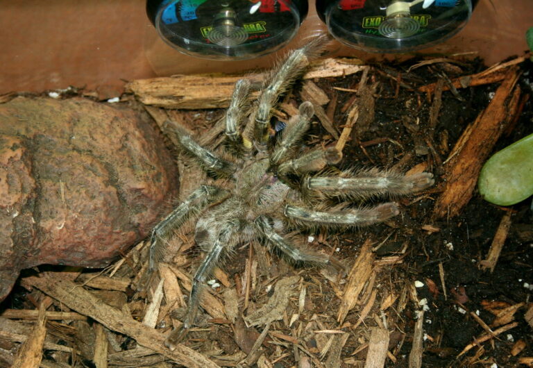 The Best Substrate for Tarantula Enclosures – What Works Best? – Insect ...