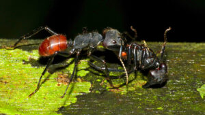 Do Insects Have Emotions? The Science Behind Bug Feelings – Insect Hive