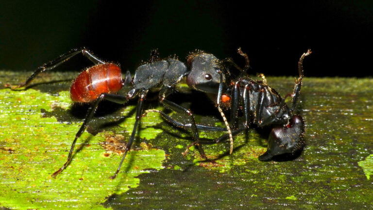 Do Insects Have Emotions? The Science Behind Bug Feelings – Insect Hive